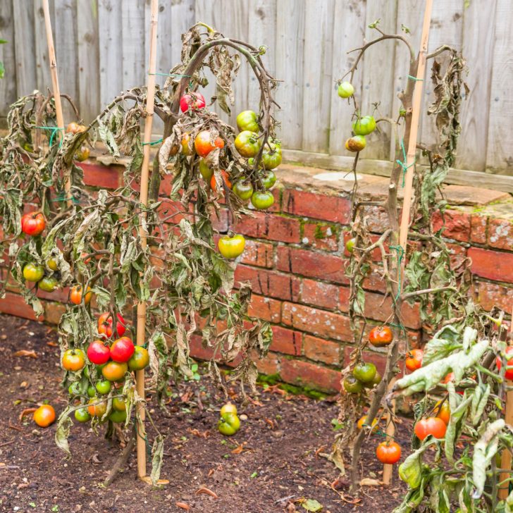 How To Protect Tomato Plants From Blight - And Keep Plants Safe!