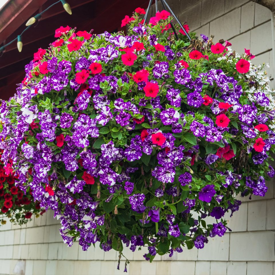 The Best Fertilizer For Hanging Baskets - Keep Baskets Blooming!