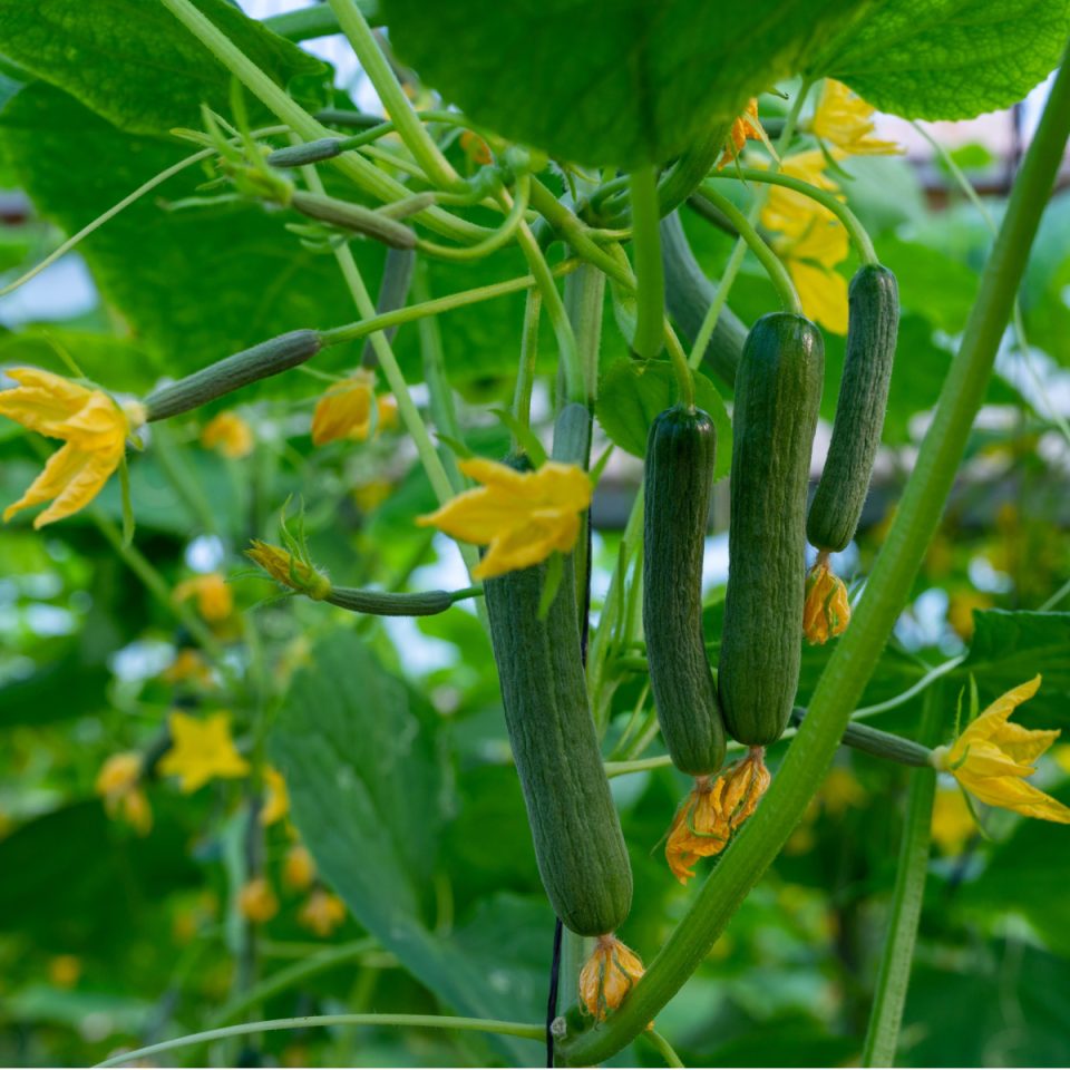 2 Things You Should Be Feeding Your Cucumber Plants Now!