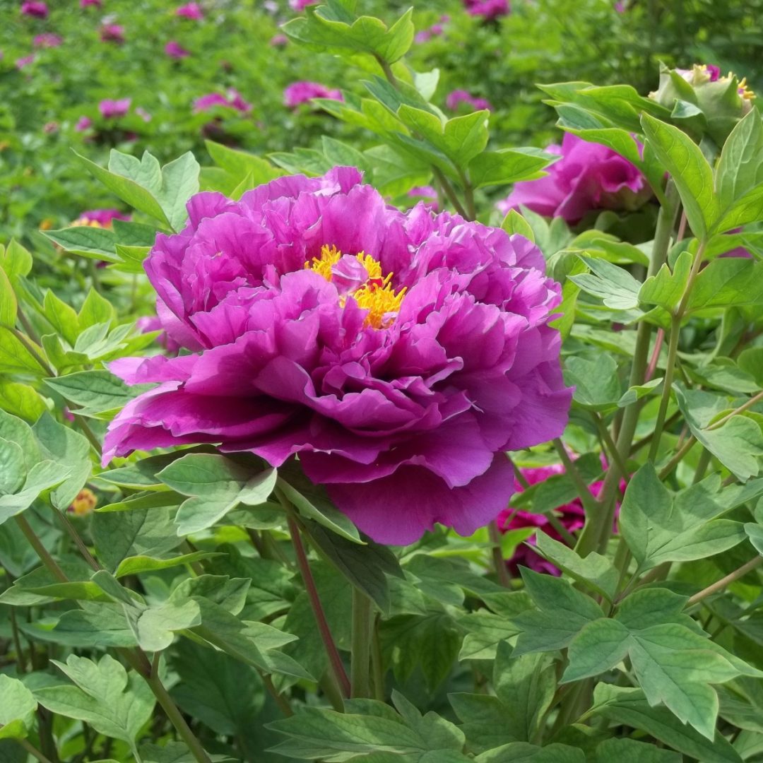 How To Care For Peonies After They Bloom