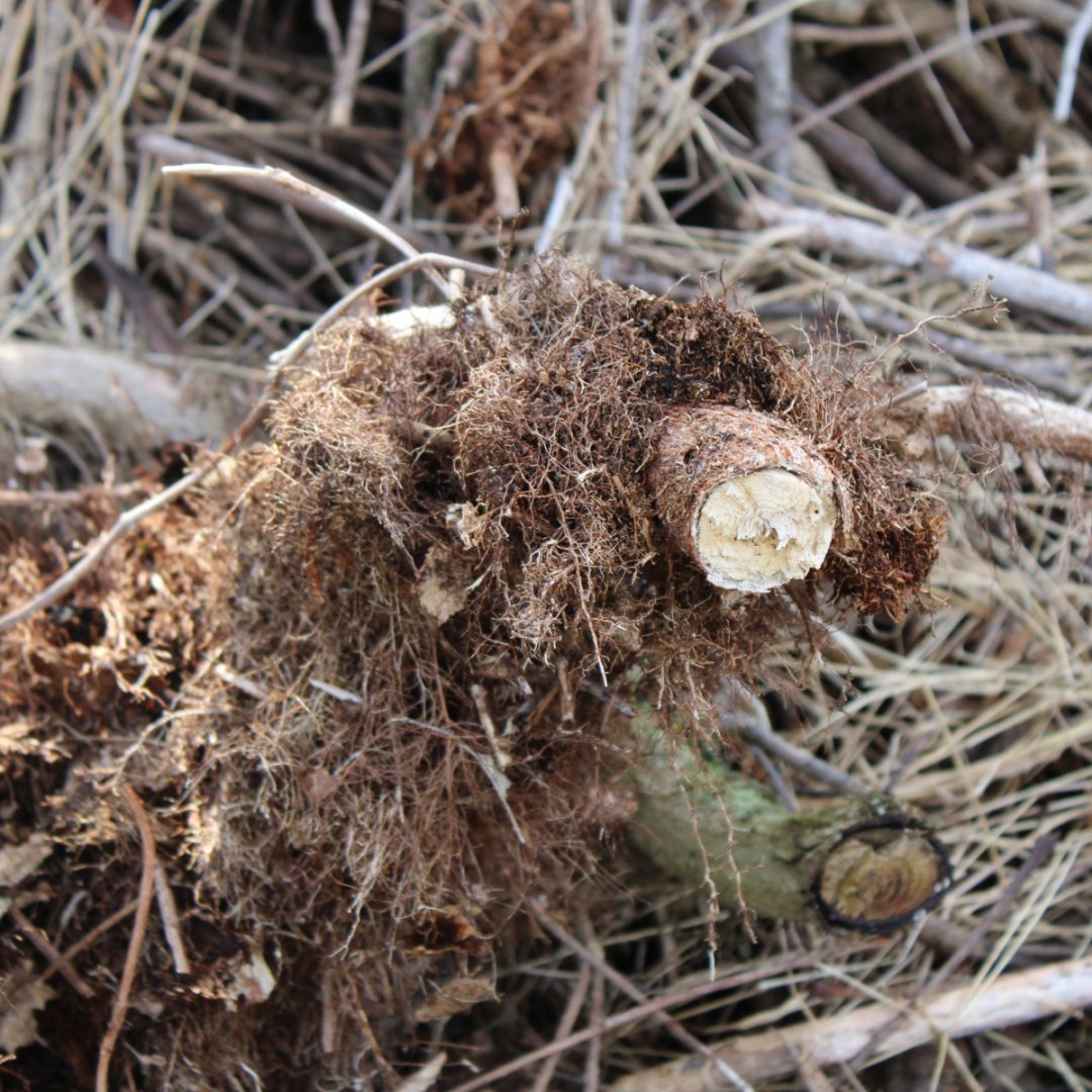How To Kill Poison Ivy For Good - With Vinegar!