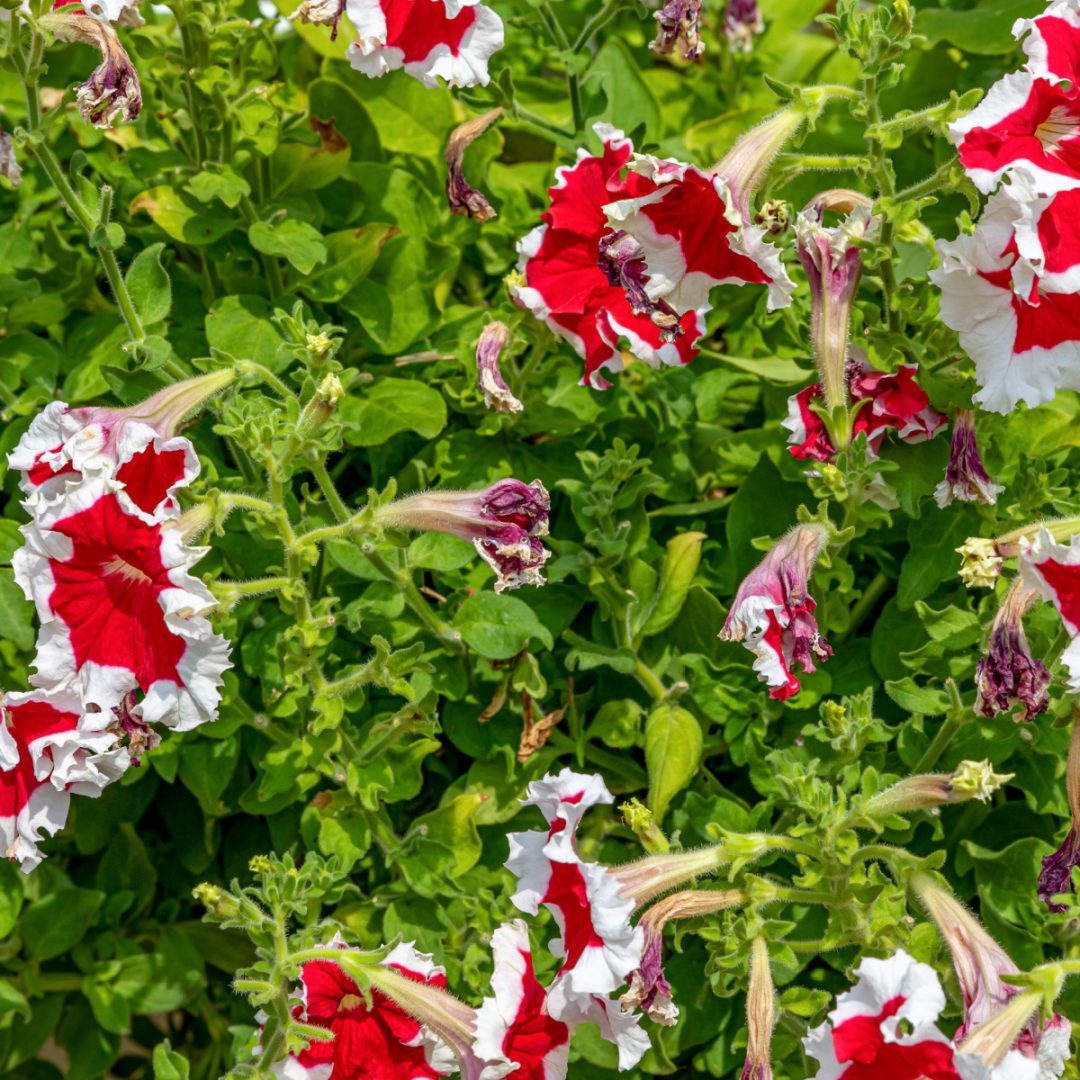 How To Bring Petunias Back To Life – And Blooming Big Again!