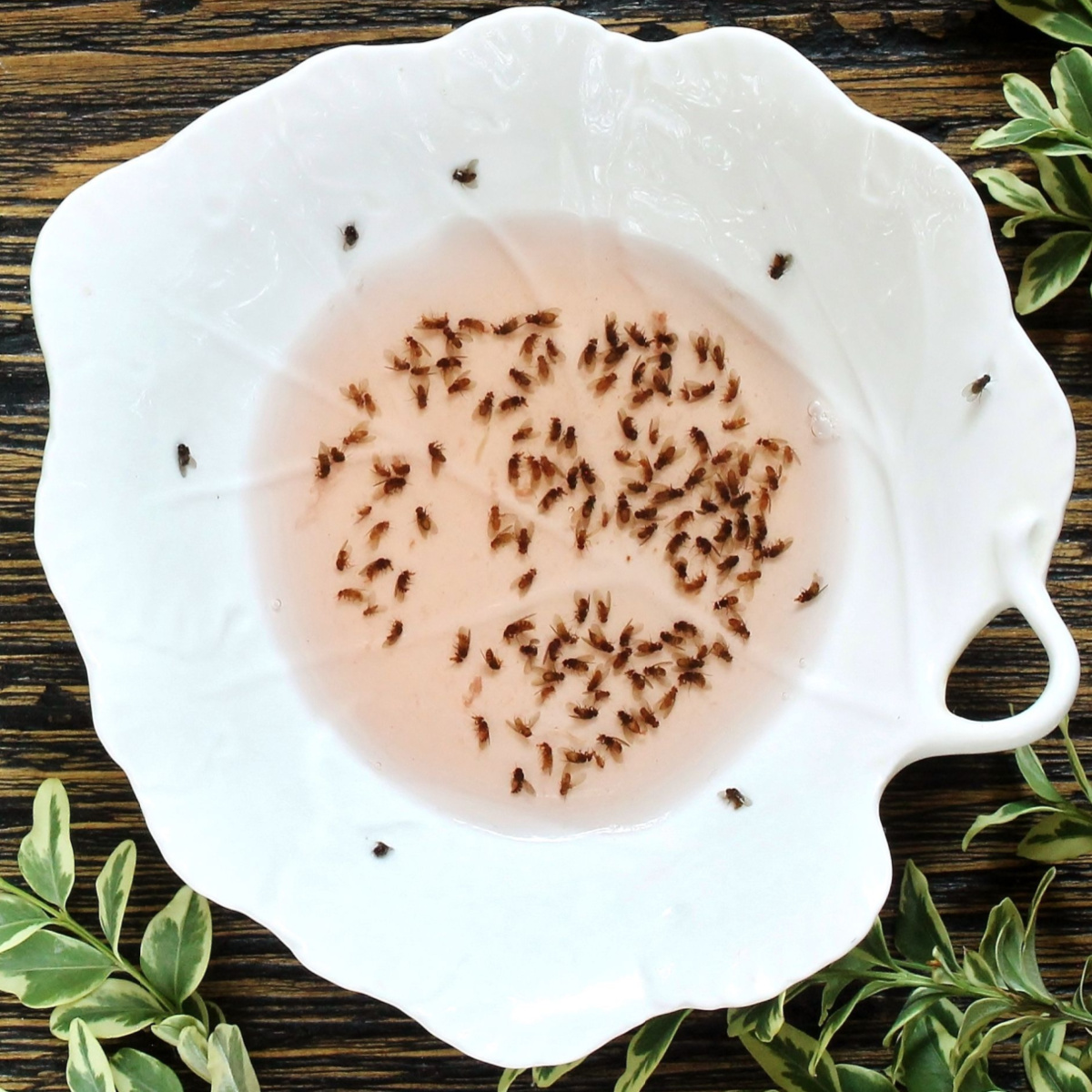 How To Keep Gnats Out Of Your Kitchen & Home - For Good!