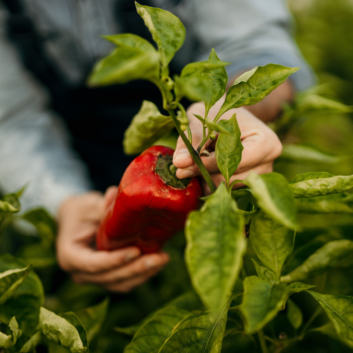 How To Tell When Peppers Are Ready To Pick!