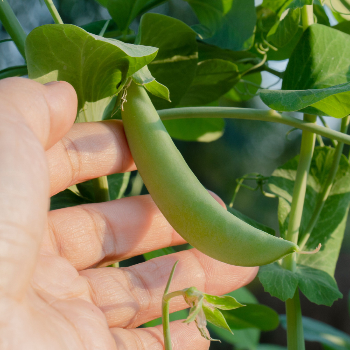 Simple Garden Life - Keeping Gardening Fun By Keeping It Simple!