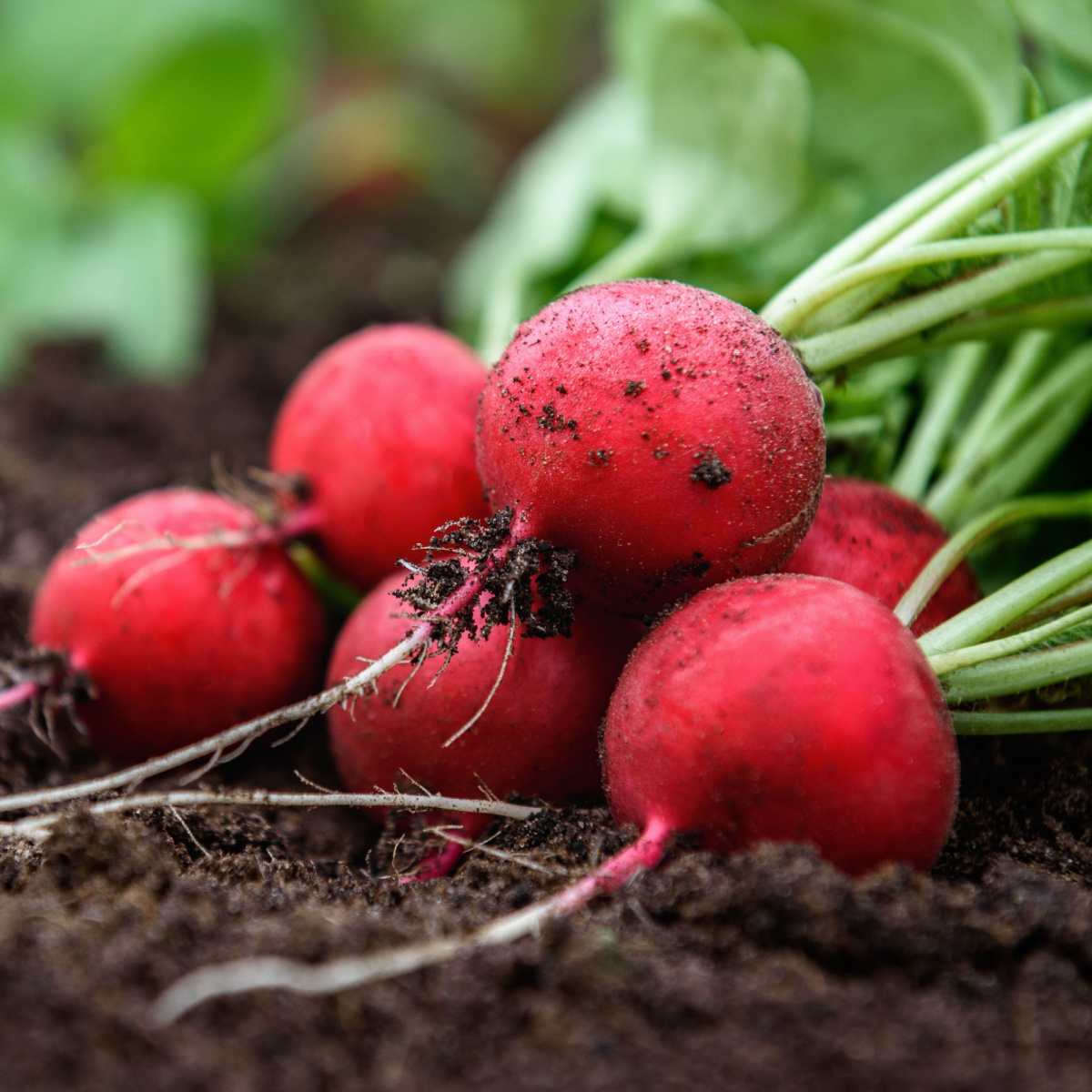 4 Fall Crops You Can Plant Now - And Harvest In 45 Days!