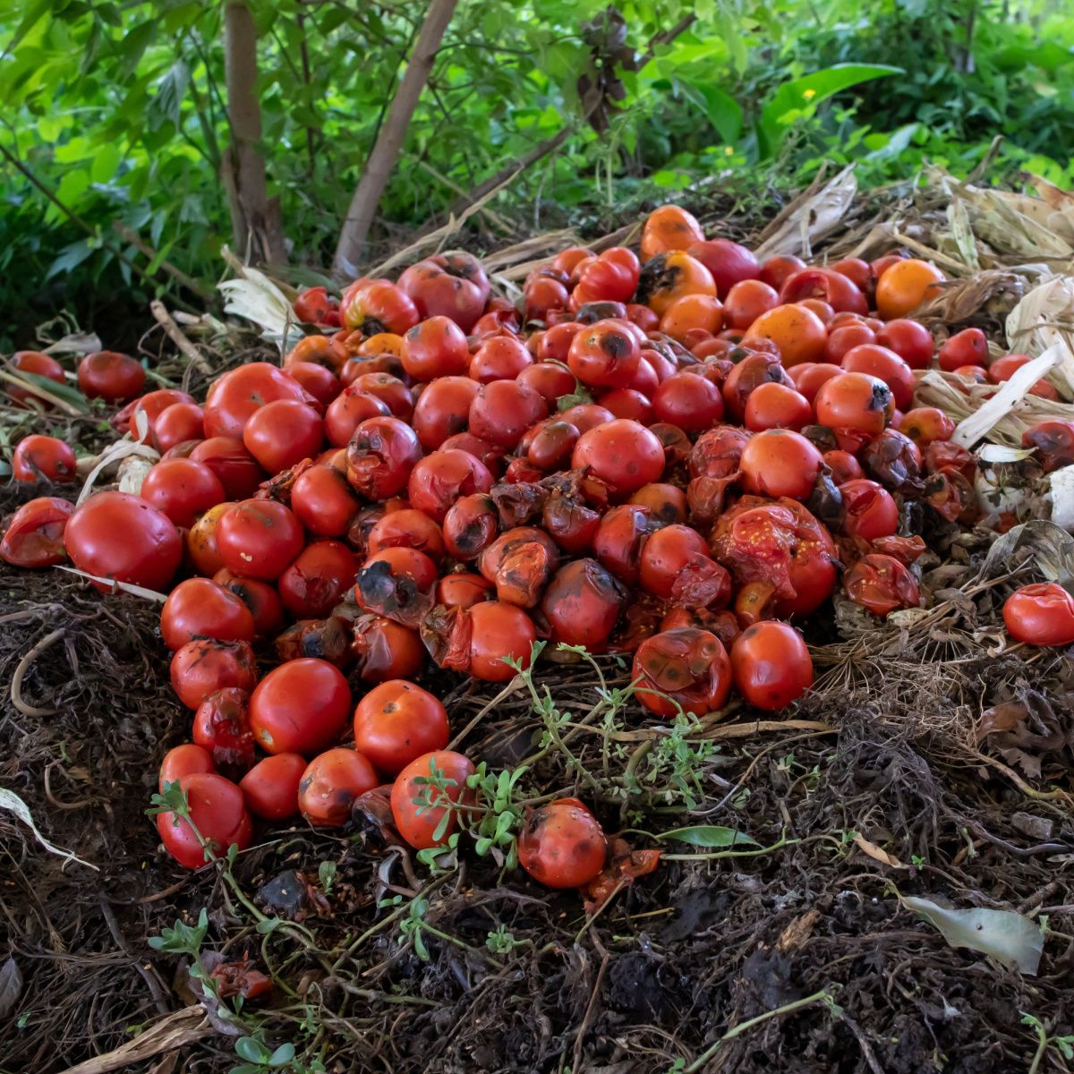 5 Plants To Never Compost From Your Flowerbeds & Garden!