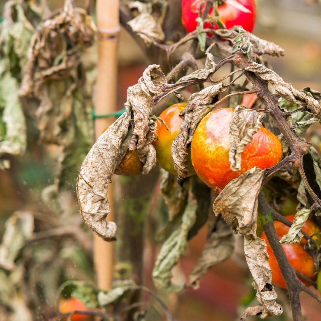 What To Do With Dying Tomato Plants In Fall - And What Not To!