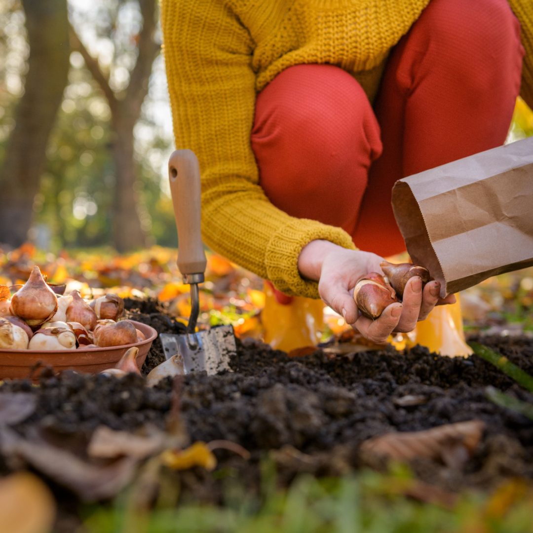 The 4 Best Bulbs To Plant In The Fall - And When To Plant Them!