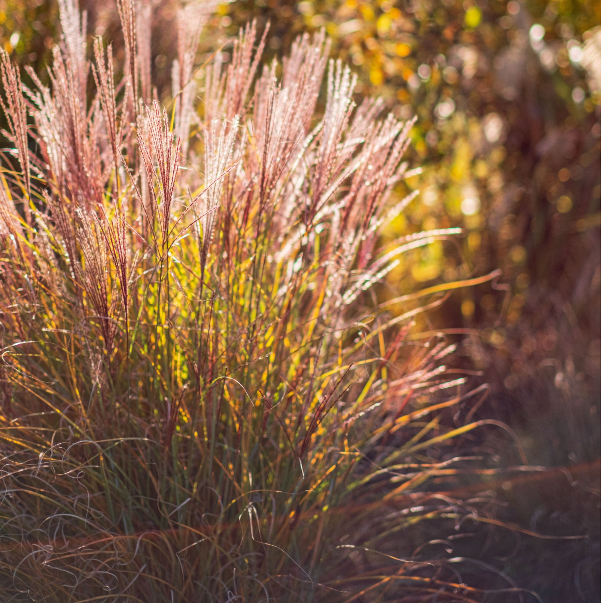 Fall Ornamental Grass Care – To Cut Back Grasses Or Not?