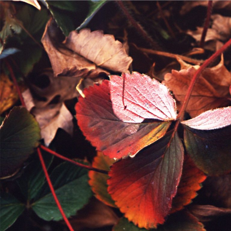 What To Do For Strawberry Plants This Fall - Before Winter Arrives!