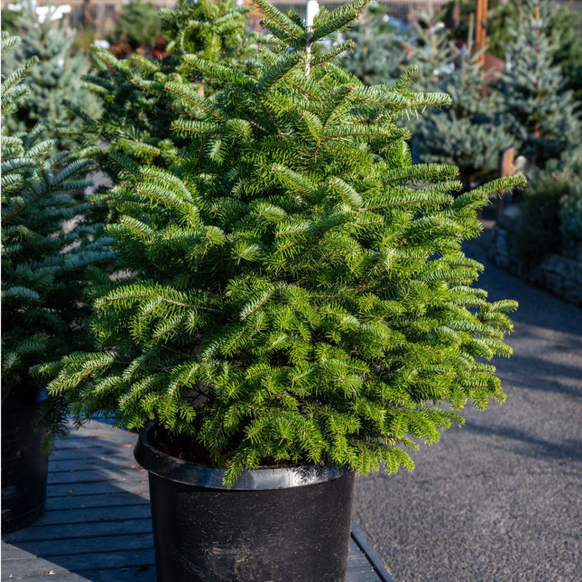 The Best Way To Care For A Live Christmas Tree - Before & After!