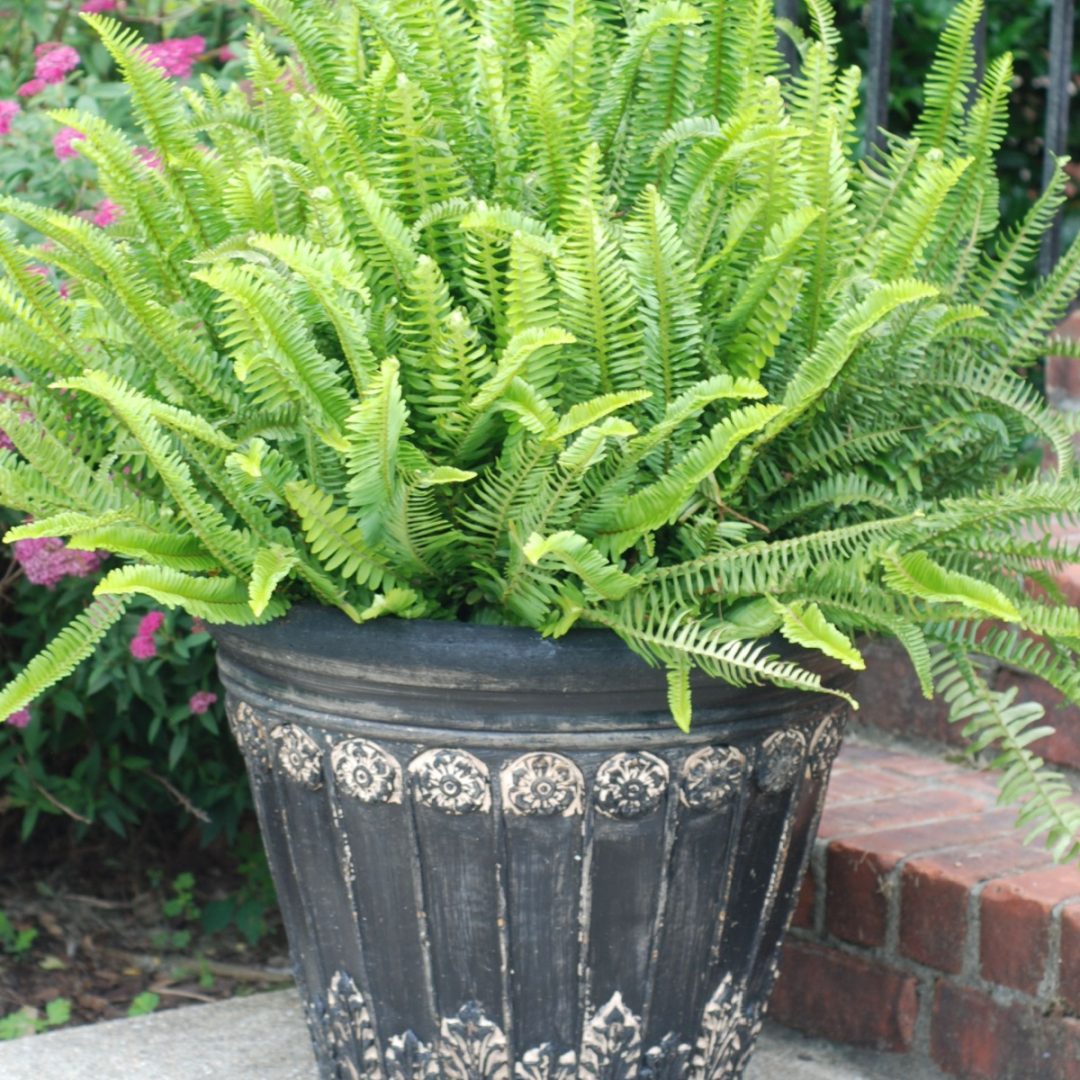 How To Bring Your Fern Indoors This Winter As A Houseplant!