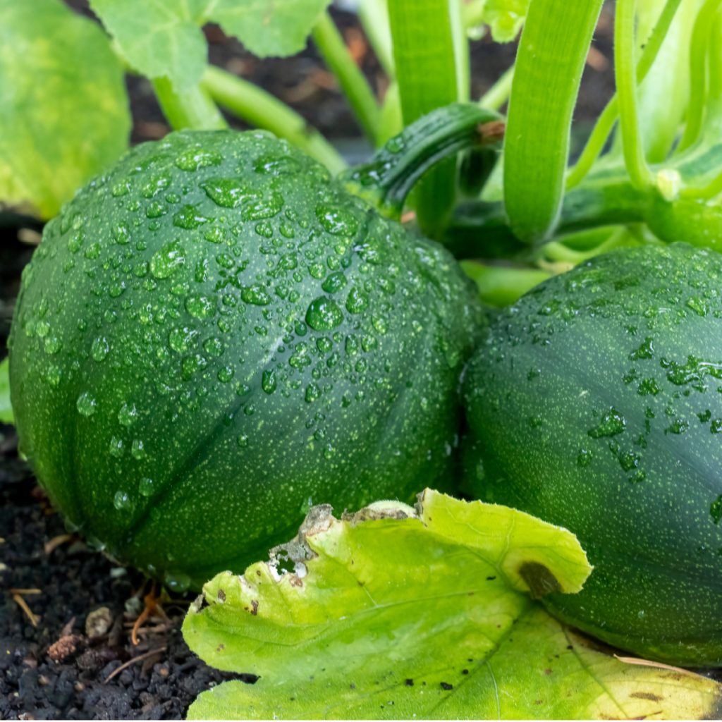 Eight Ball Zucchini - Grow The Most Unique Zucchini Around!