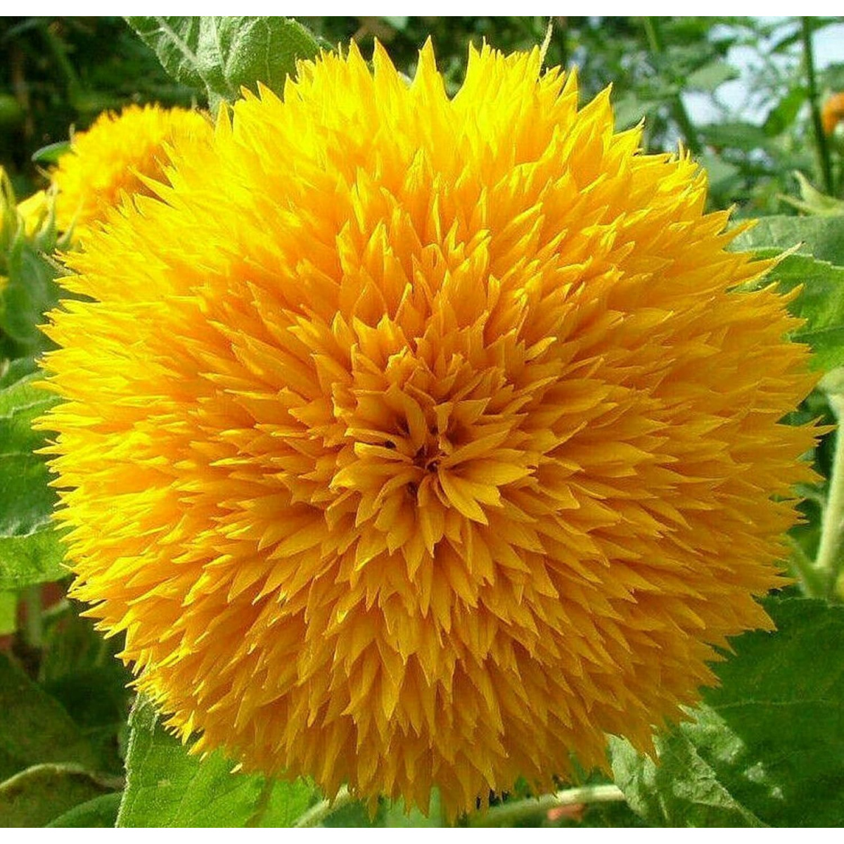 Teddy Bear Sunflowers - Grow The Most Unique Sunflower Around!