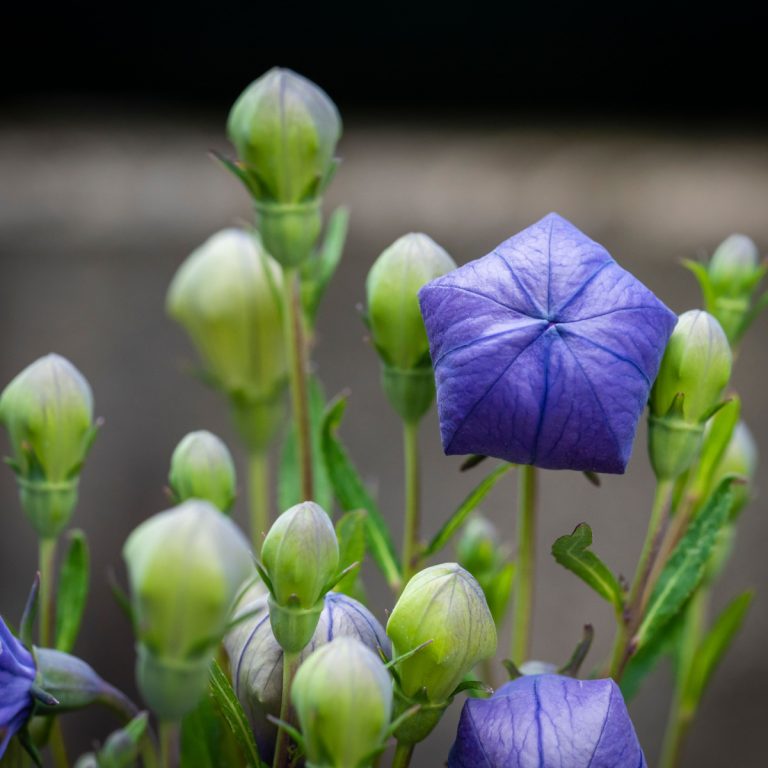 Growing Balloon Flowers - The Uniquely Beautiful Perennial Flower