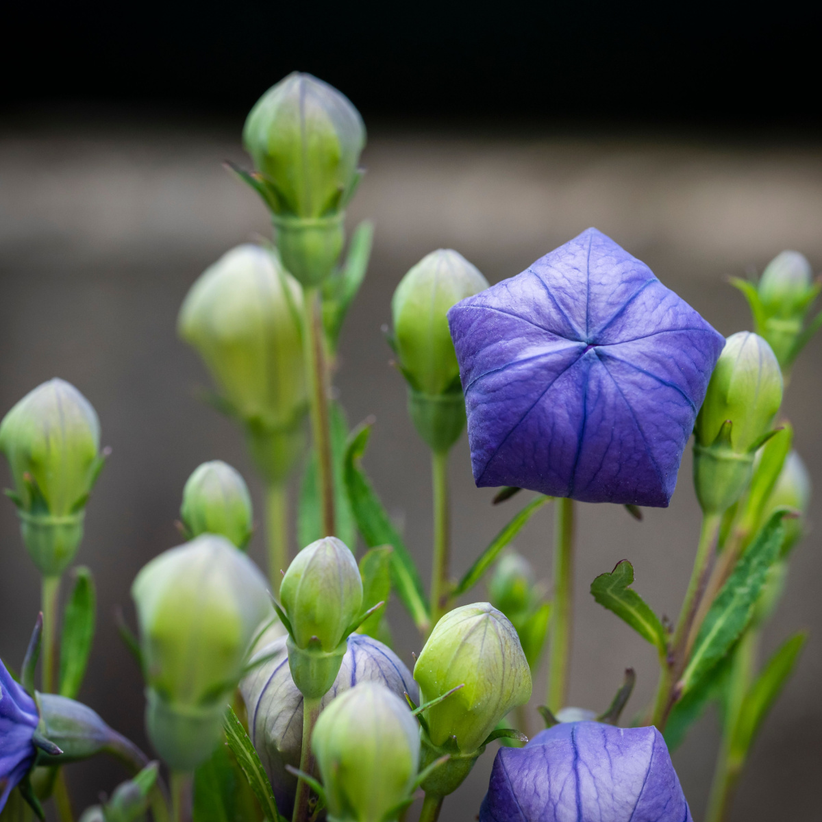 Growing Balloon Flowers - The Uniquely Beautiful Perennial Flower