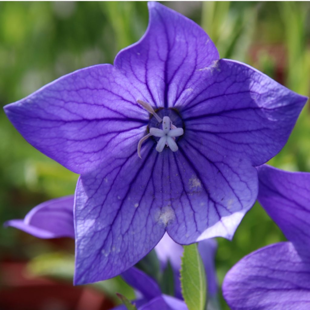 Growing Balloon Flowers - The Uniquely Beautiful Perennial Flower