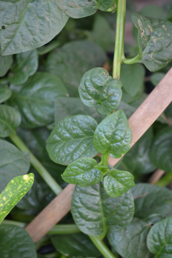 How To Grow Malabar Spinach - The Heat-loving Climbing Spinach